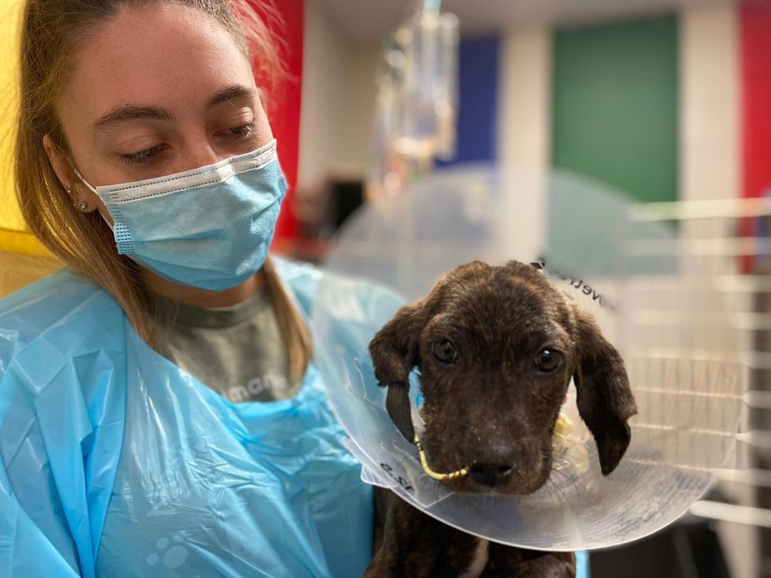 Waylen Won't Give Up! - Nashville Humane Association