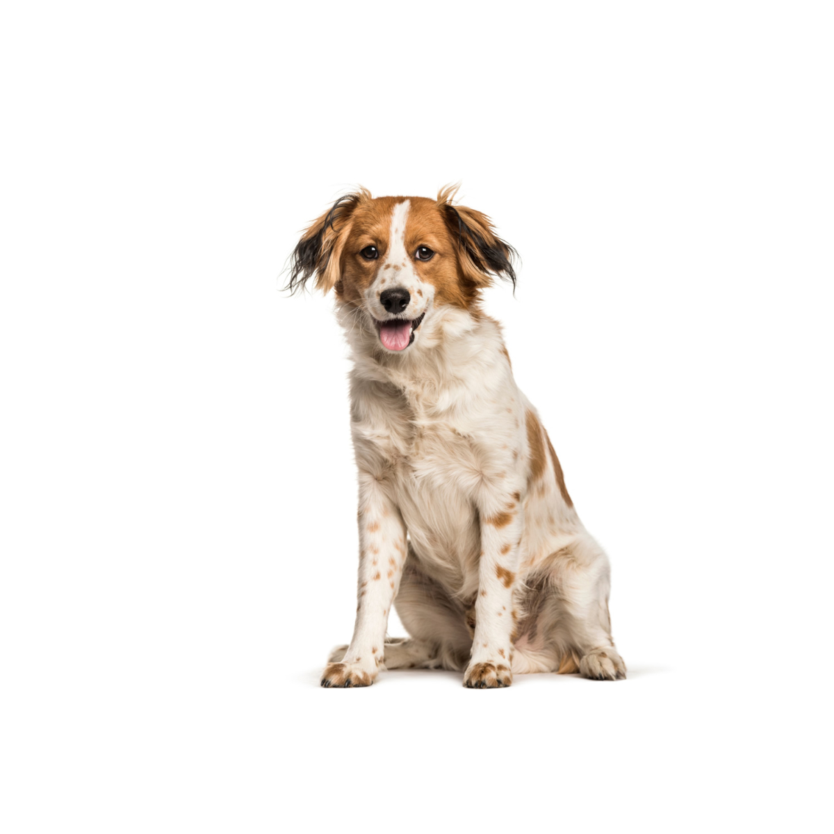 Adoption - Nashville Humane Association