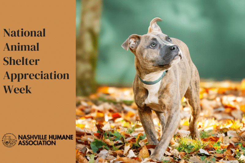 Help us Celebrate National Animal Shelter Appreciation Week ...
