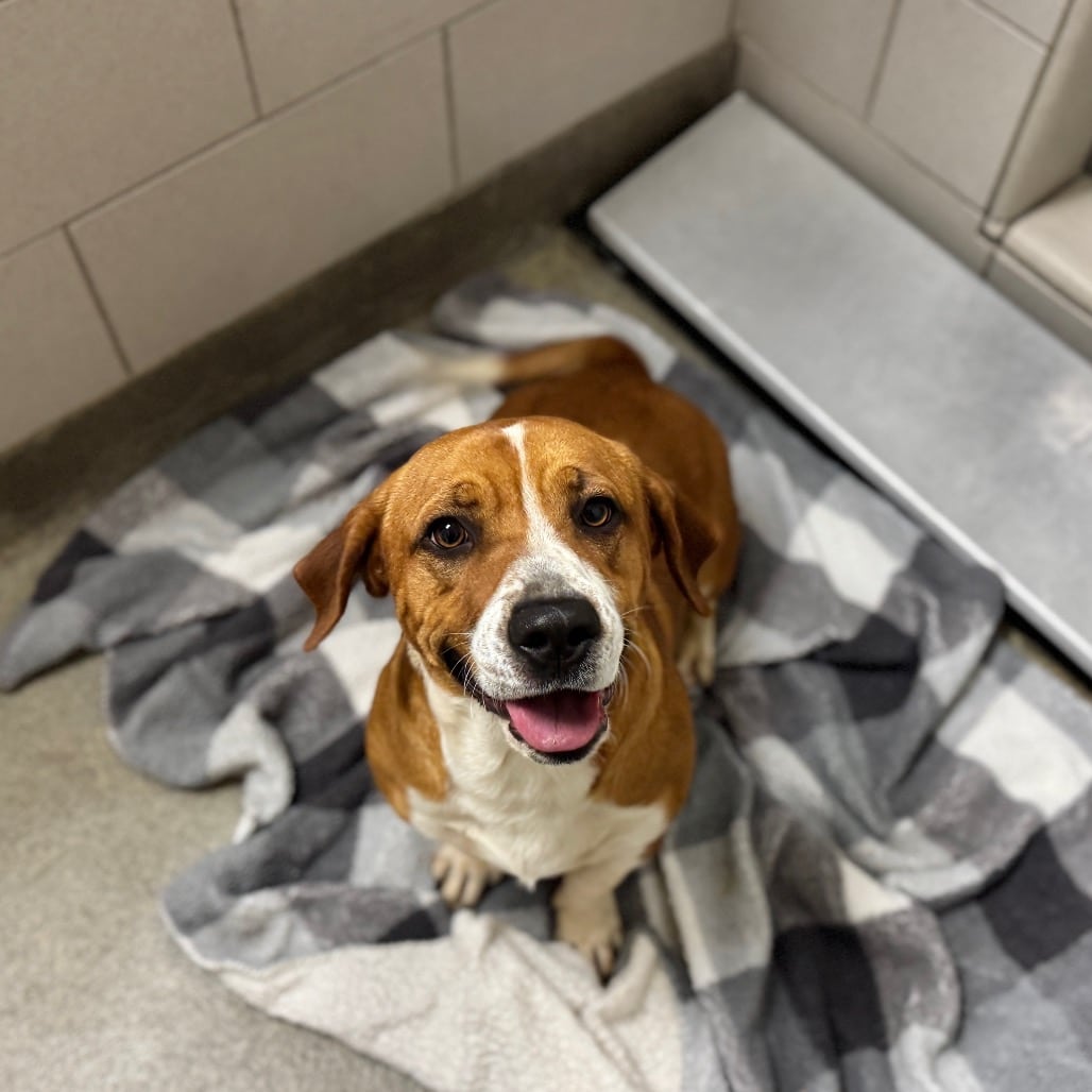 Contact Us - Nashville Humane Association