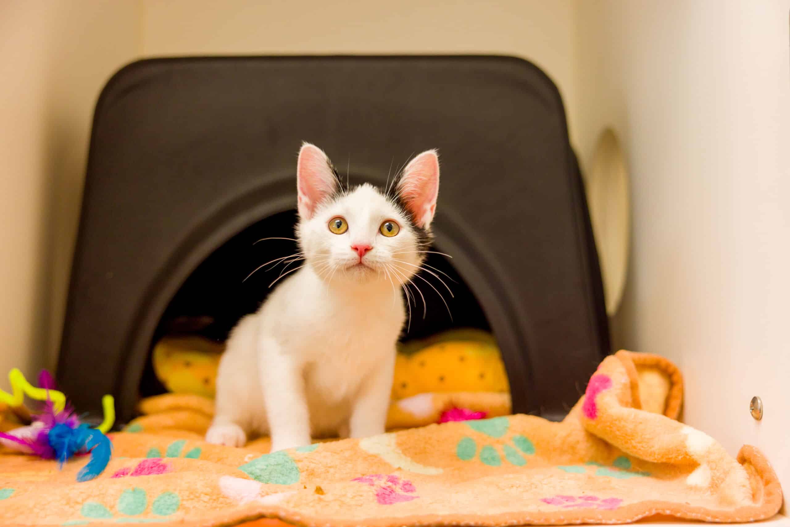 Foster Cats - Nashville Humane Association