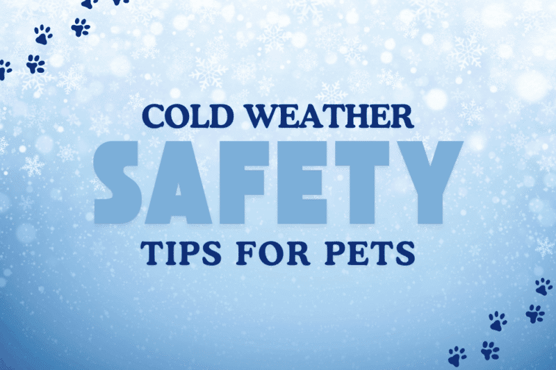 Cold Weather Safety Tips for Pets - Nashville Humane Association